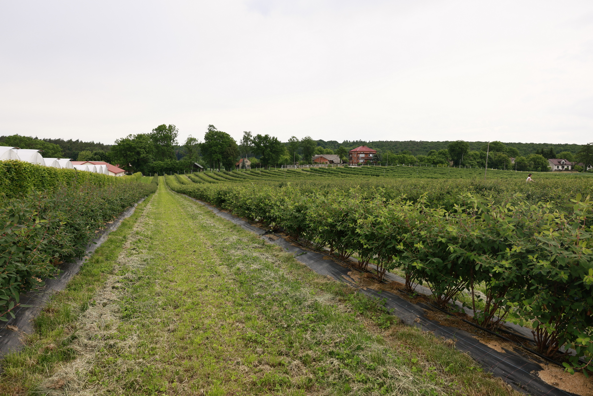 Sierpień na plantacji – PLANTIN